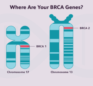 BRCA Gene Mutations: Cancer Risk and Genetic Testing - Alfa Labs